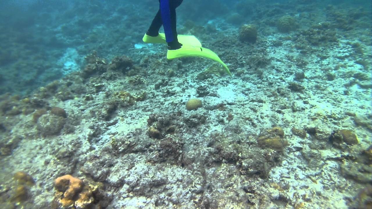 Black banded sea krait sea snake irabu - YouTube