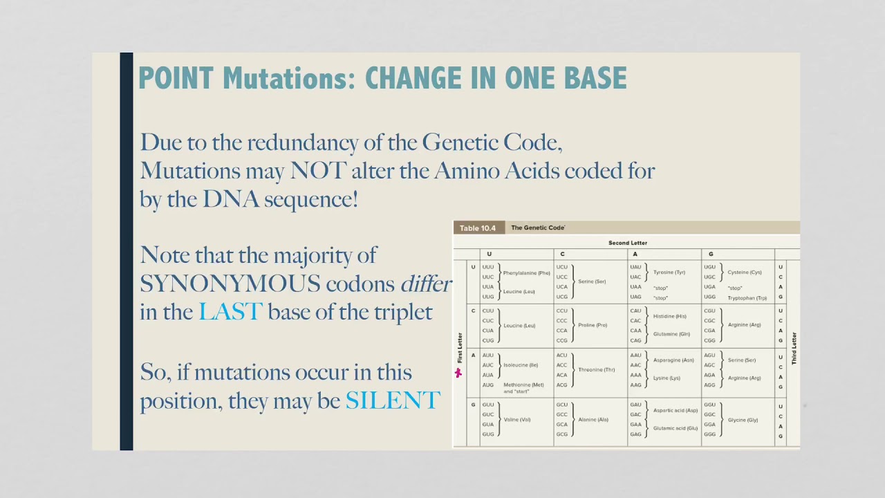 Human Genetics: Chapter 12 - Mutation, Part 2 - YouTube