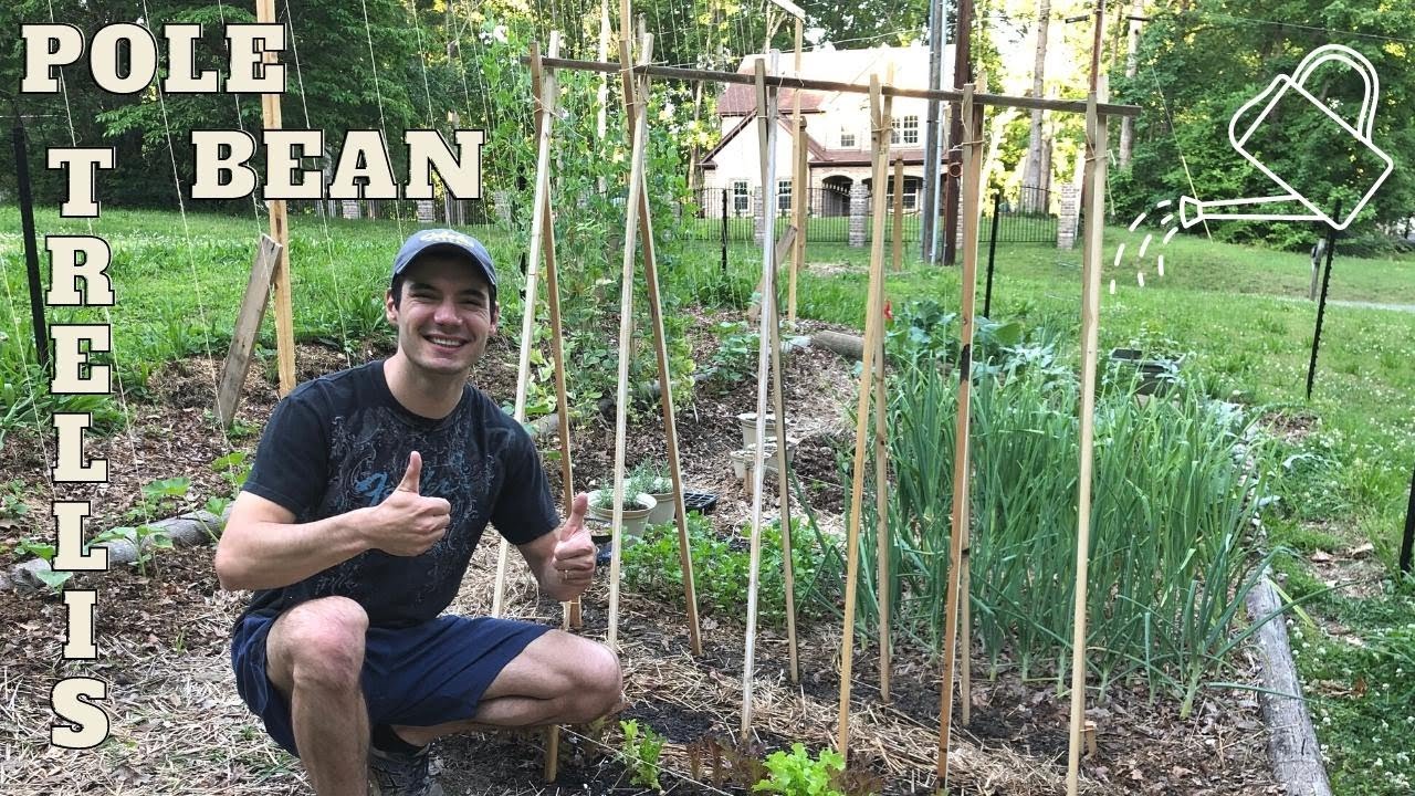 Build A Pole Bean Trellis To Maximize Garden Space (Free to Build ...