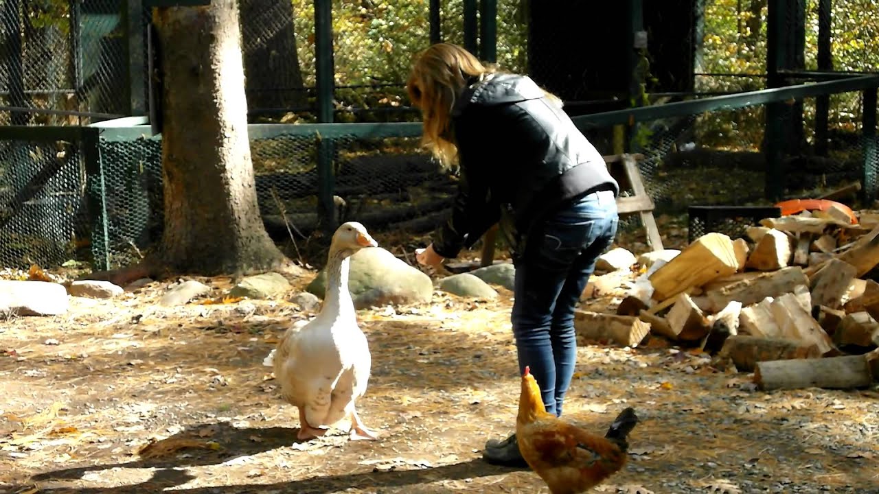 Goose Attack ! - YouTube