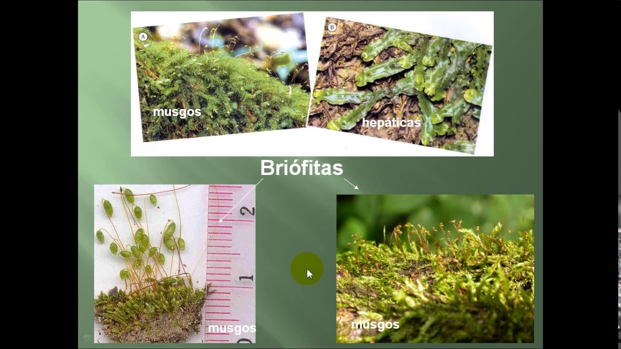 Principais características das Briófitas - YouTube