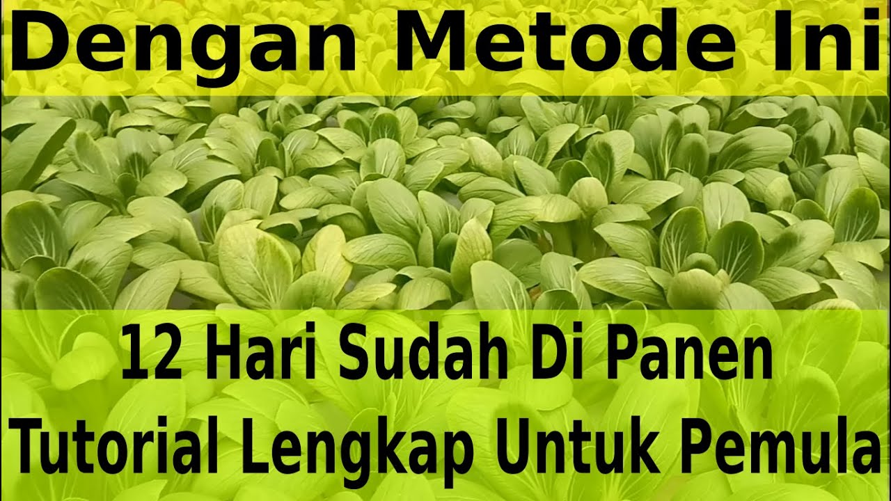 Tanam Sayur Pakcoy Organik Dalam Waktu 12 Hari Panen. Cara Dari ...