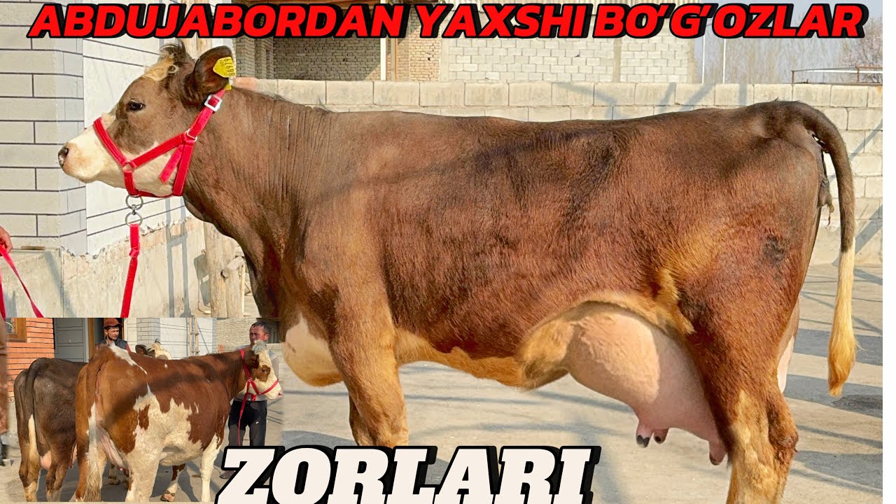 ABDUJABORDAN YAXSHI YETUG BUG’OZLAR - YouTube