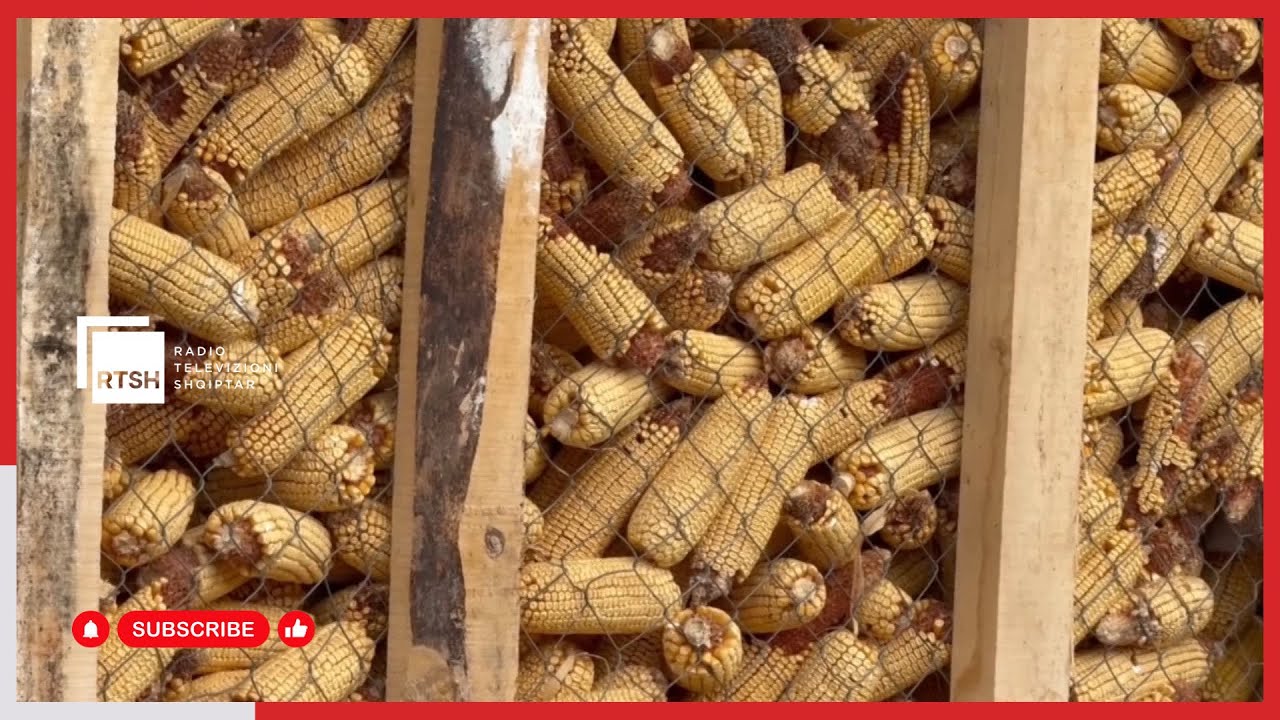 Fermerët e juglindjes në vështirësi - Qepa, gruri dhe misri ngelen pa ...