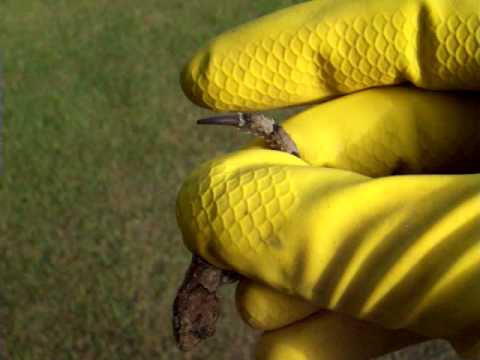 Lagartixas e autotomia (Geckos and autotomy) - YouTube