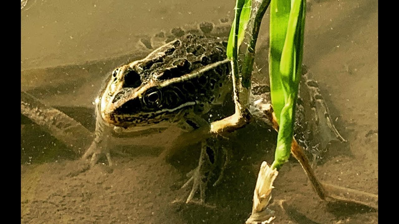 Leopard Frog At Beaver Trap - YouTube