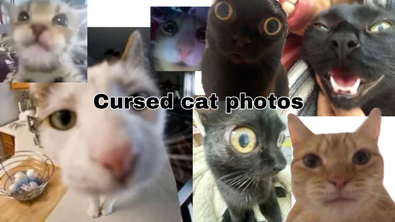 Cursed cat photos that i found in you goofy-ahh closet at night - YouTube