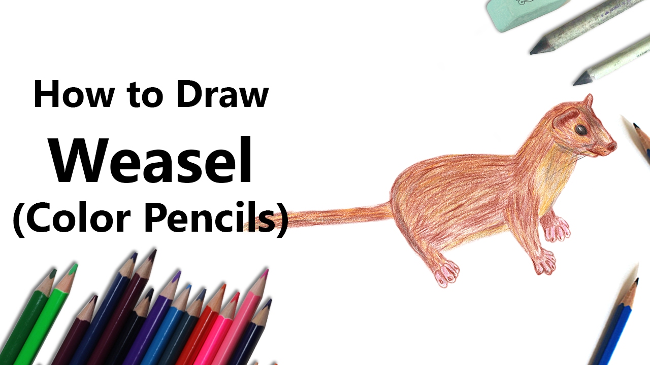 How to Draw a Weasel with Color Pencils [Time Lapse] - YouTube