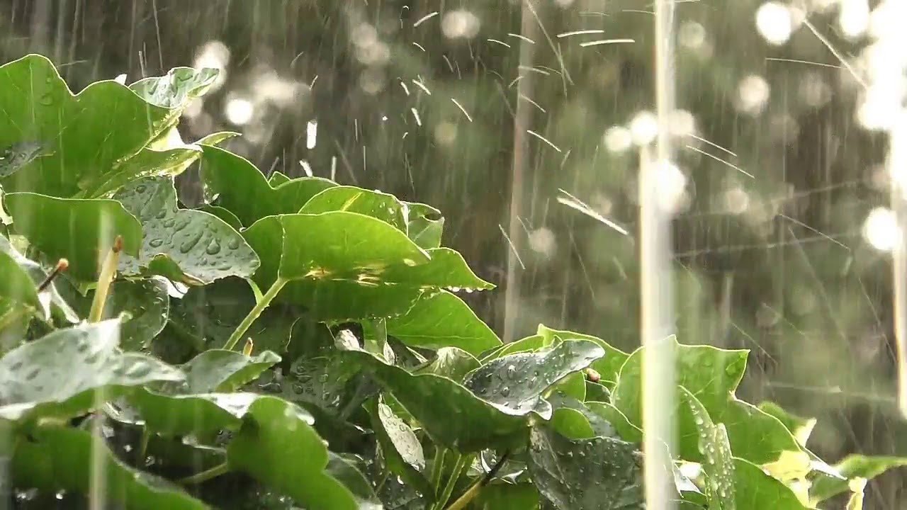 Soothing Rain on Tree Leaves for Sleep and Relaxation - Say Goodbye to ...