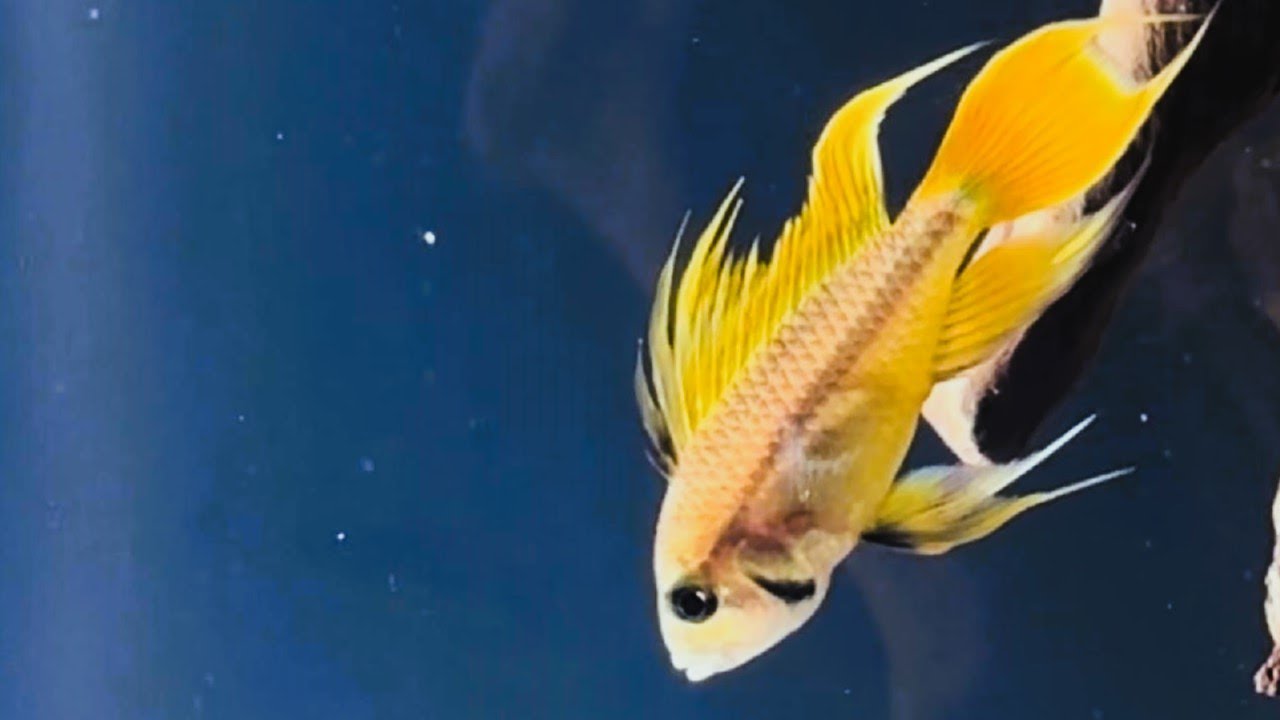 My fish has the "BEST HAIR on YOUTUBE"!!!! ....(Unbelievable) - YouTube