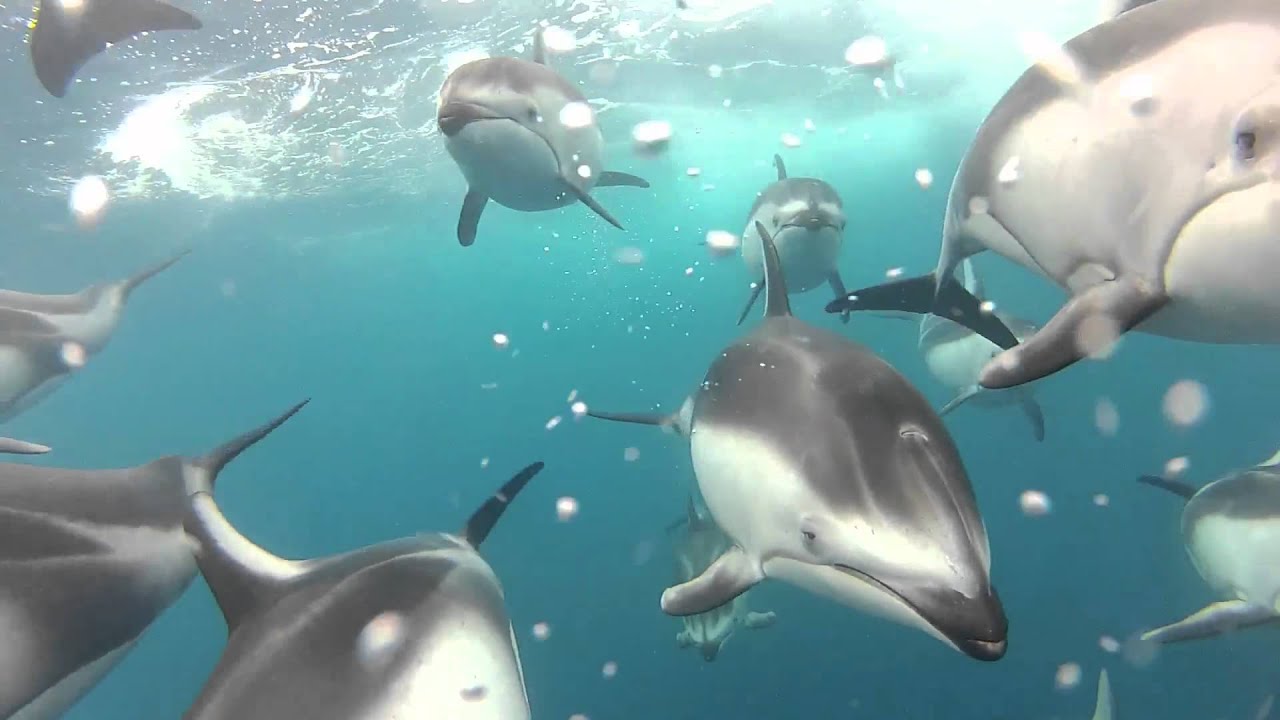 GoPro Dolphins - YouTube