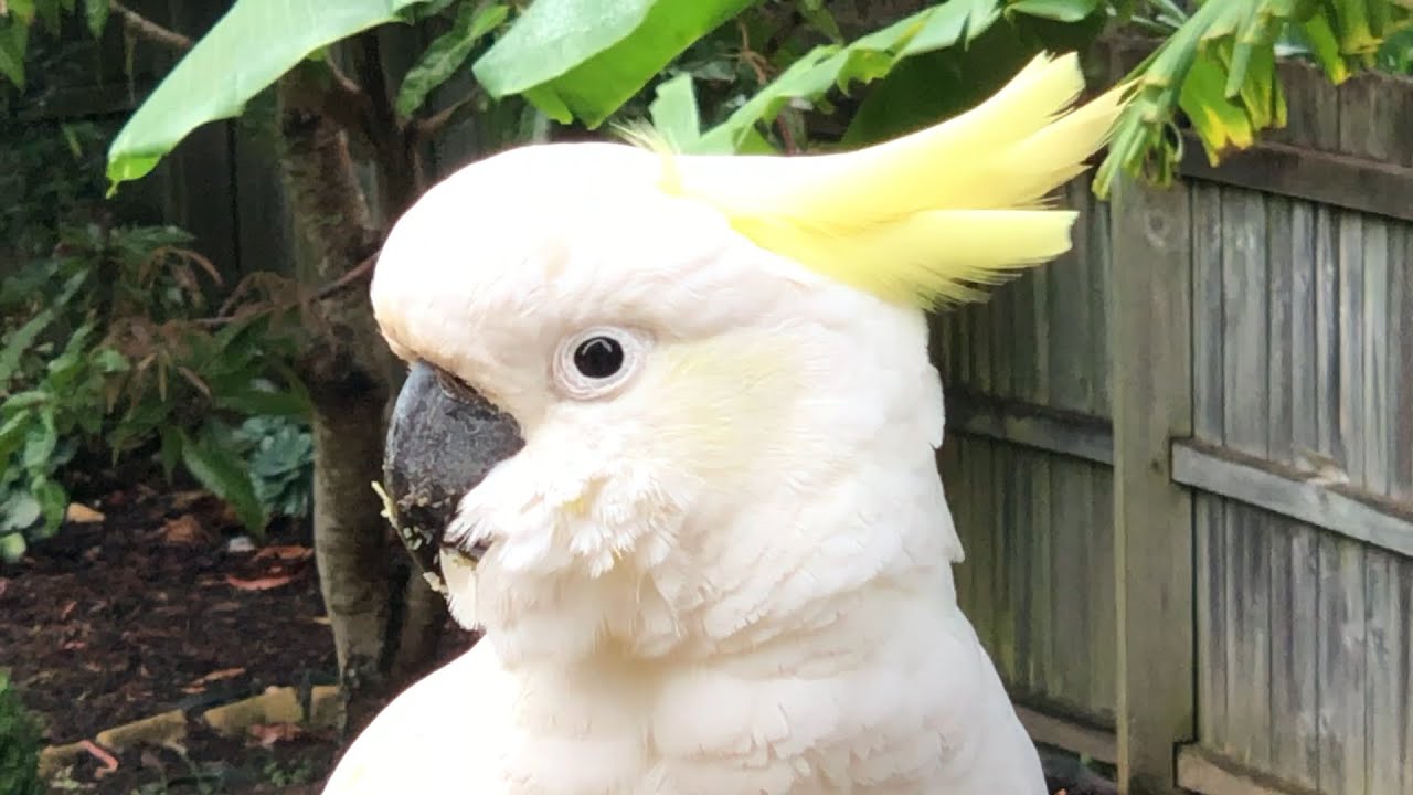 Cockatoos Visit Every Day to say Good Morning Beautiful Australian ...