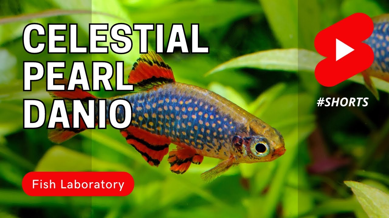 Celestial Pearl Danio School