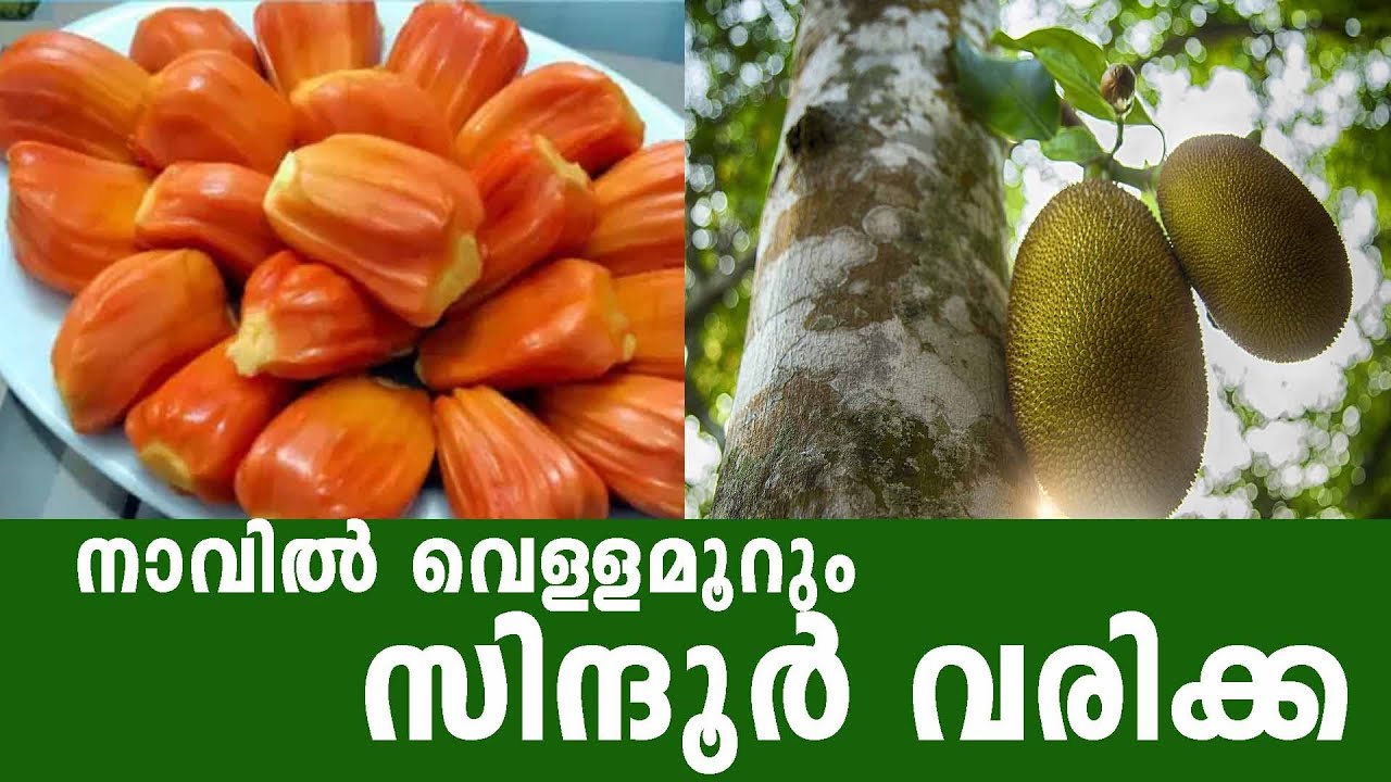 sindoor varikka jack fruit #news #agriculture #jackfruit#kerala # ...