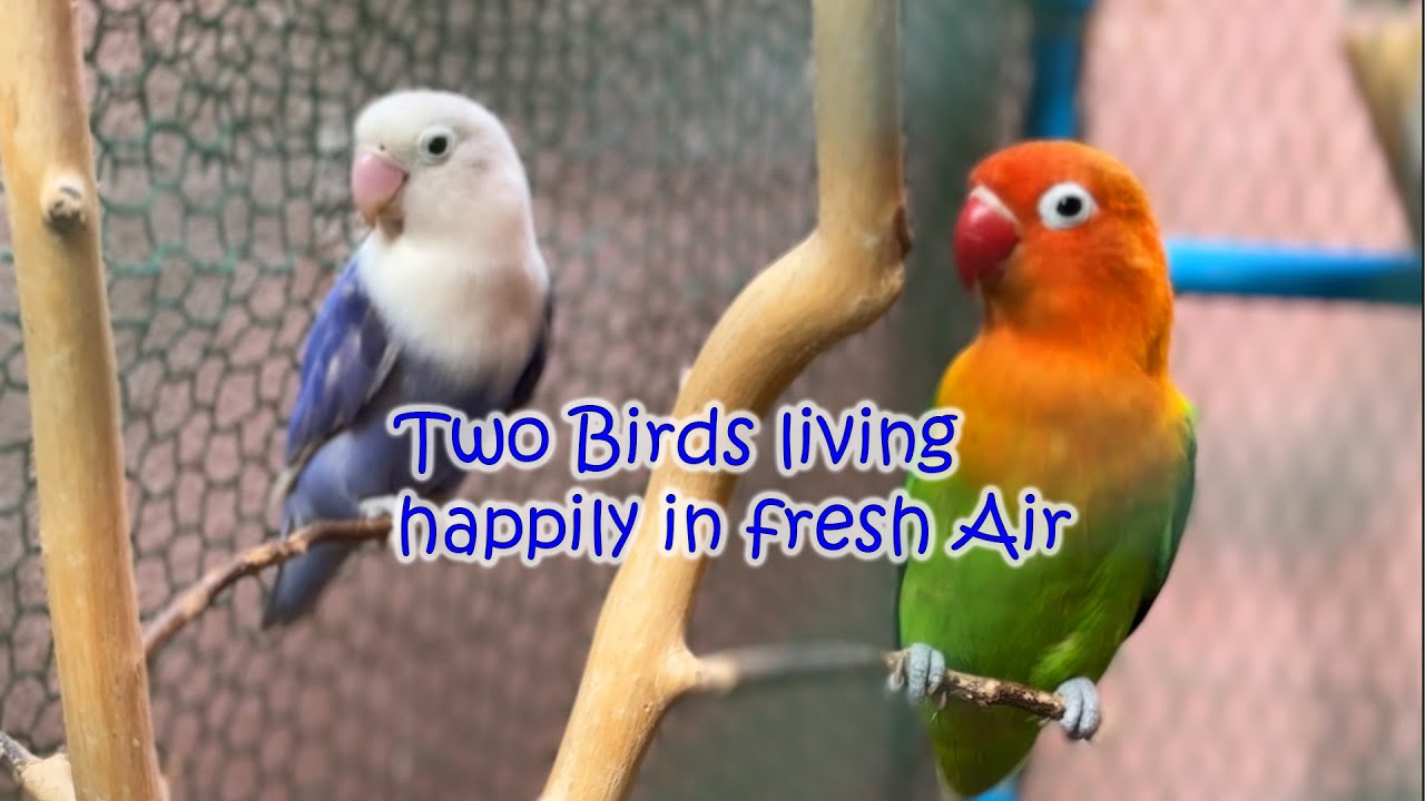 Two birds living happily in the big house with fresh air - YouTube