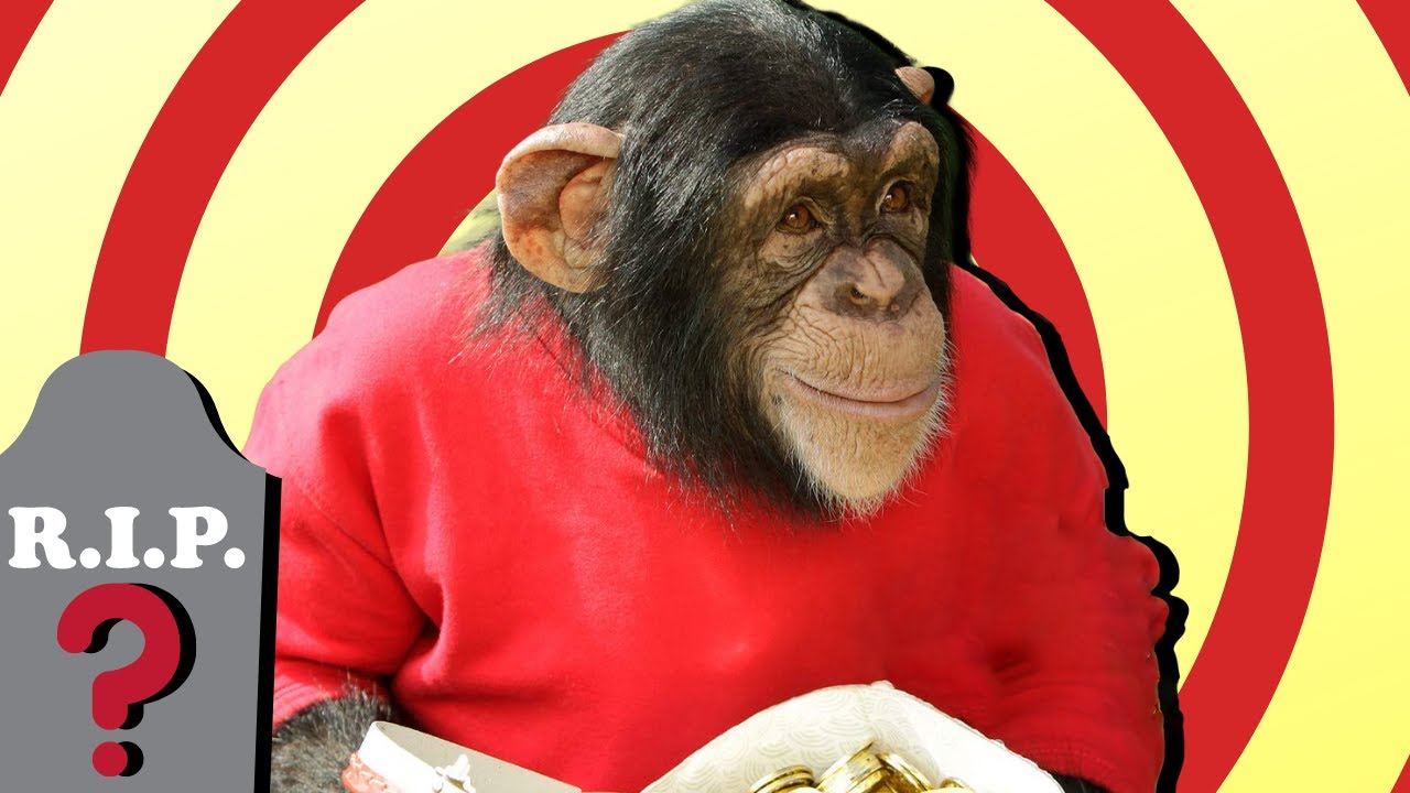 UNSER CHARLY - Der AFFE den JEDER KANNTE (?) - YouTube