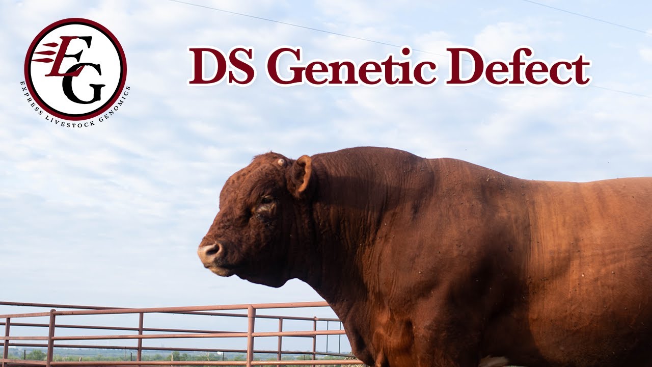 DS Genetic Defect - YouTube