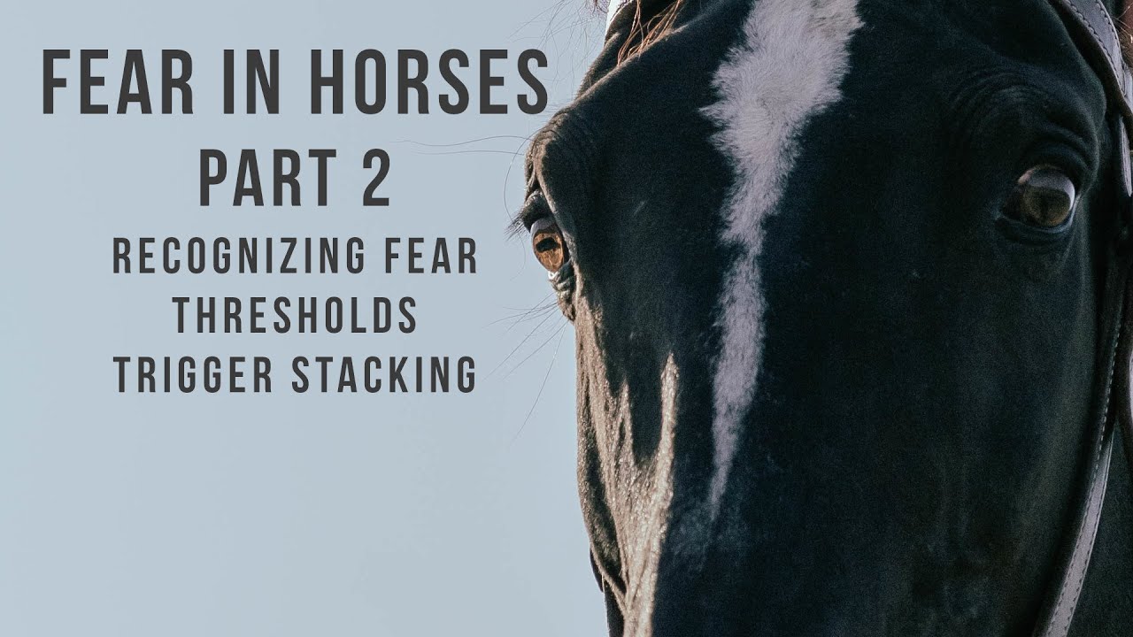 Fear in Horses: part 2 - recognizing fear/thresholds/trigger stacking - YouTube