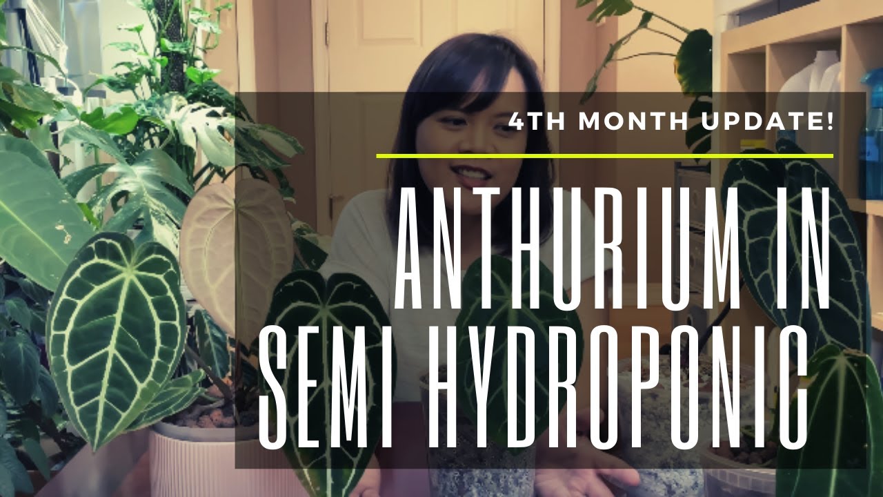 Anthurium In Semi Hydroponic 4th Month Update! - YouTube