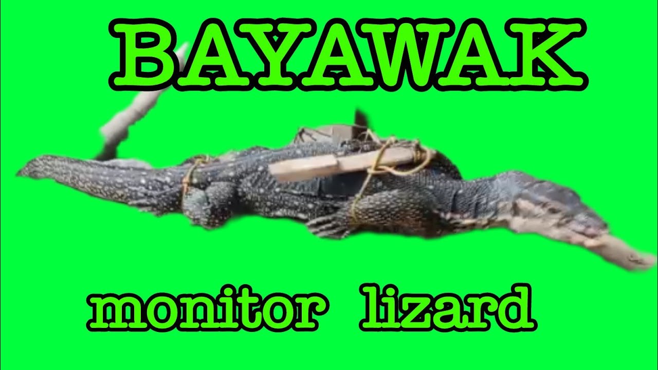 𝗕𝗔𝗬𝗔𝗪𝗔𝗞 (monitor lizard) 🦎 - YouTube