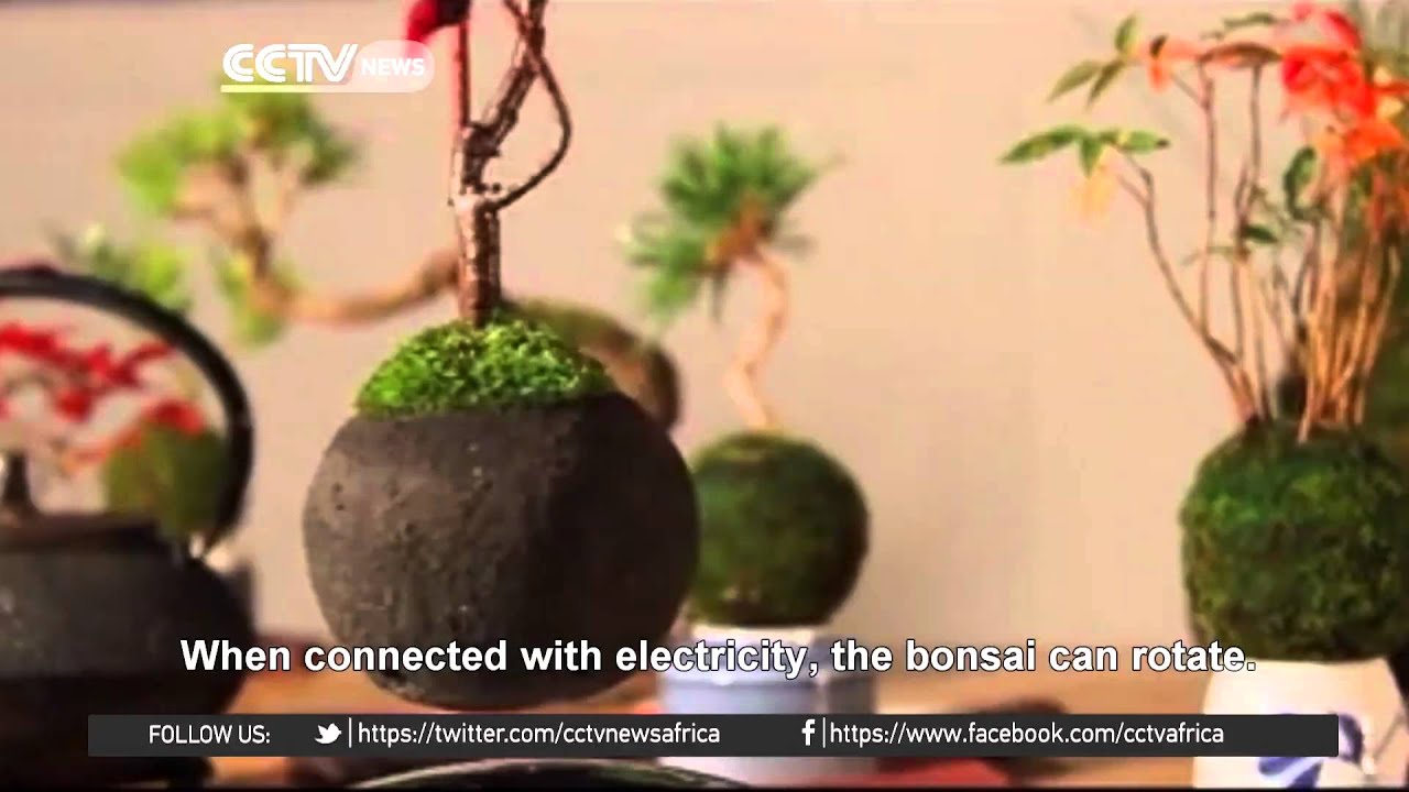 Japan: Magnetic base allows bonsai tree to float - YouTube