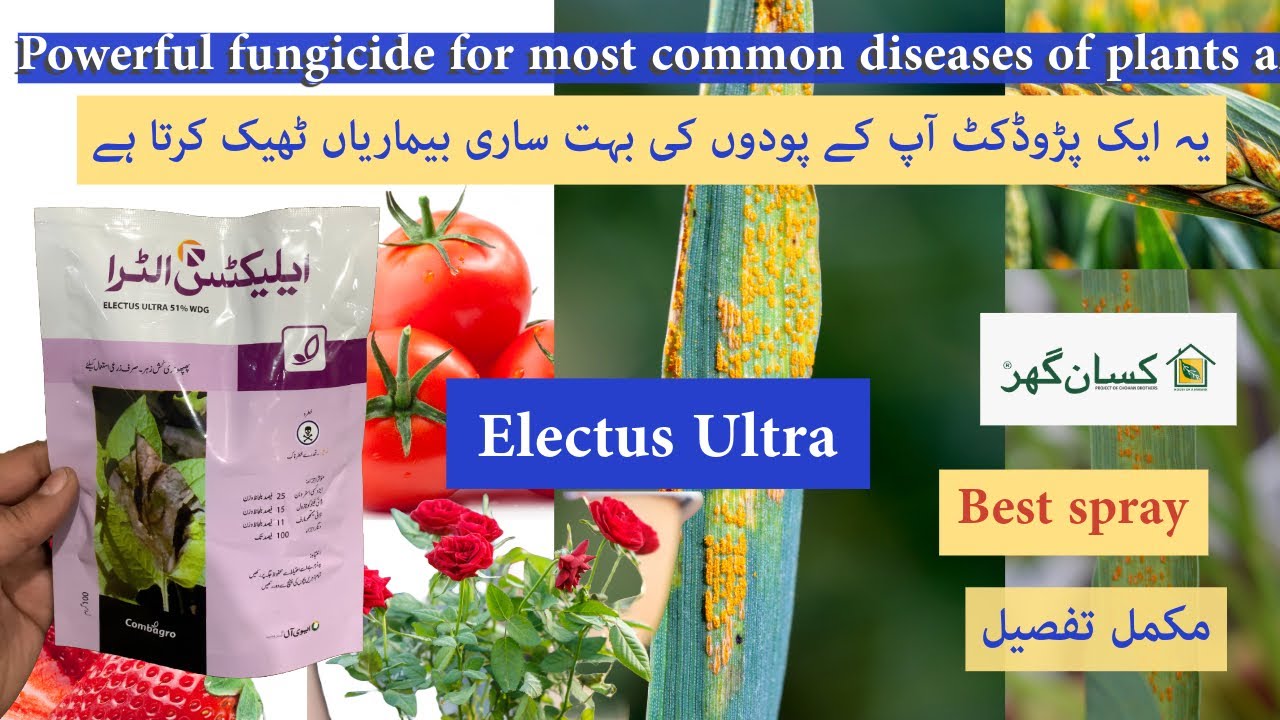 Electus ultra fungicide alone is best for many diseases of plants and ...
