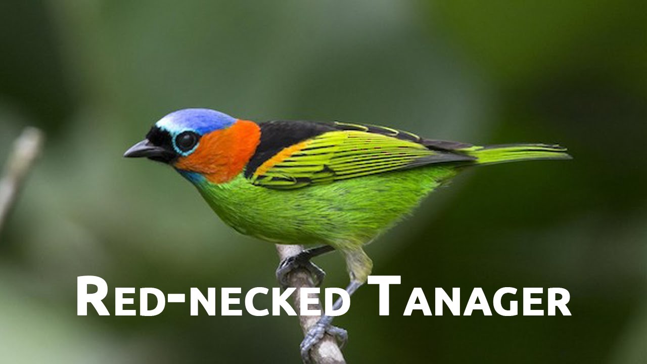 Birds of the World | 13 | Red-necked Tanager | Tangara cyanocephala ...