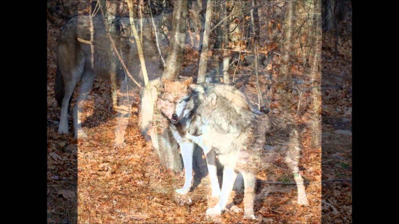 Lakota Wolf Preserve, New Jersey - YouTube