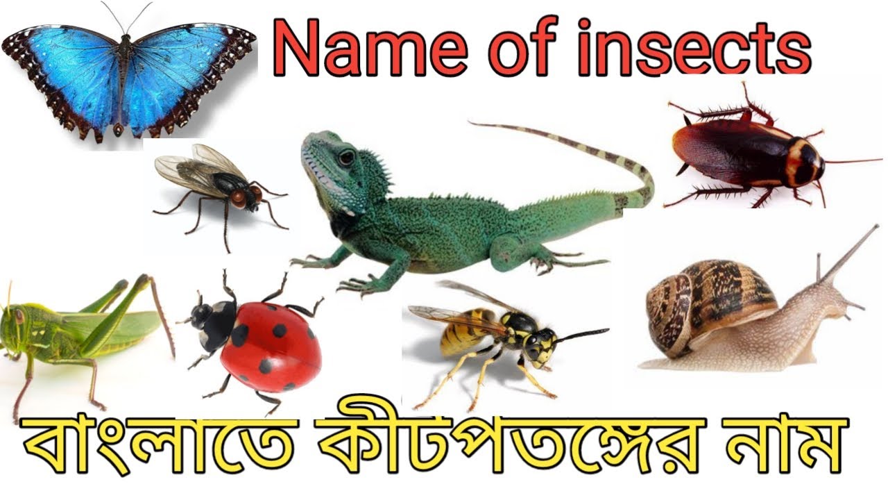 insects name | Incect name in bengali | বাংলাতে কীট পতঙ্গের নাম ...
