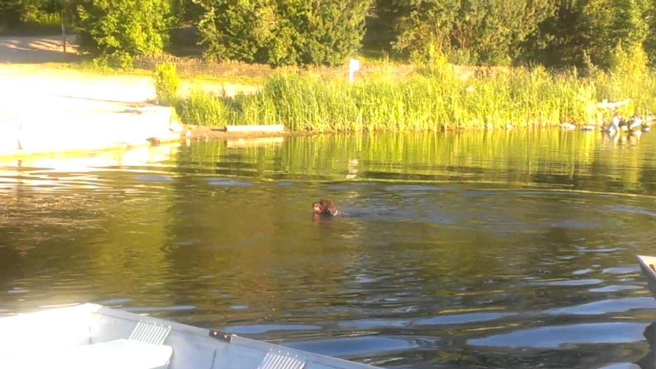 Caddy swimming - YouTube