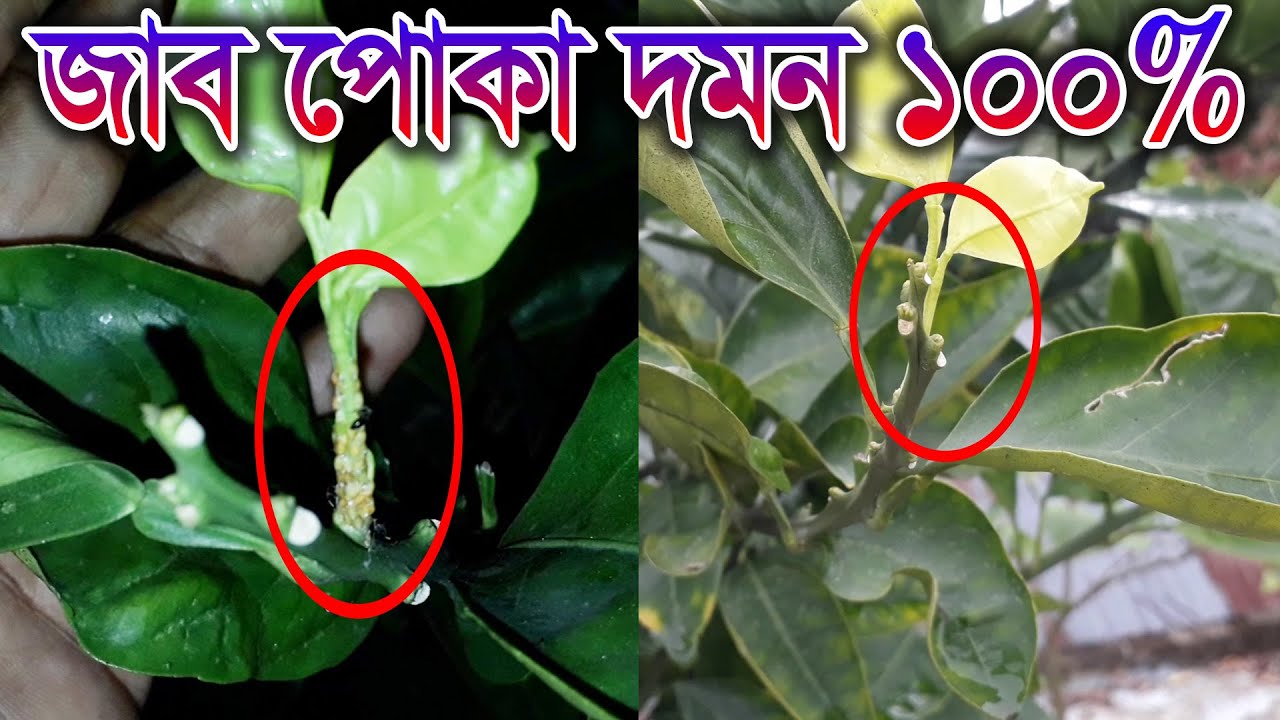 জাব পোকা দমনের উপায় -১০০% কাজ হবে - Jab poka in bengali - ইকোম্যাক ...