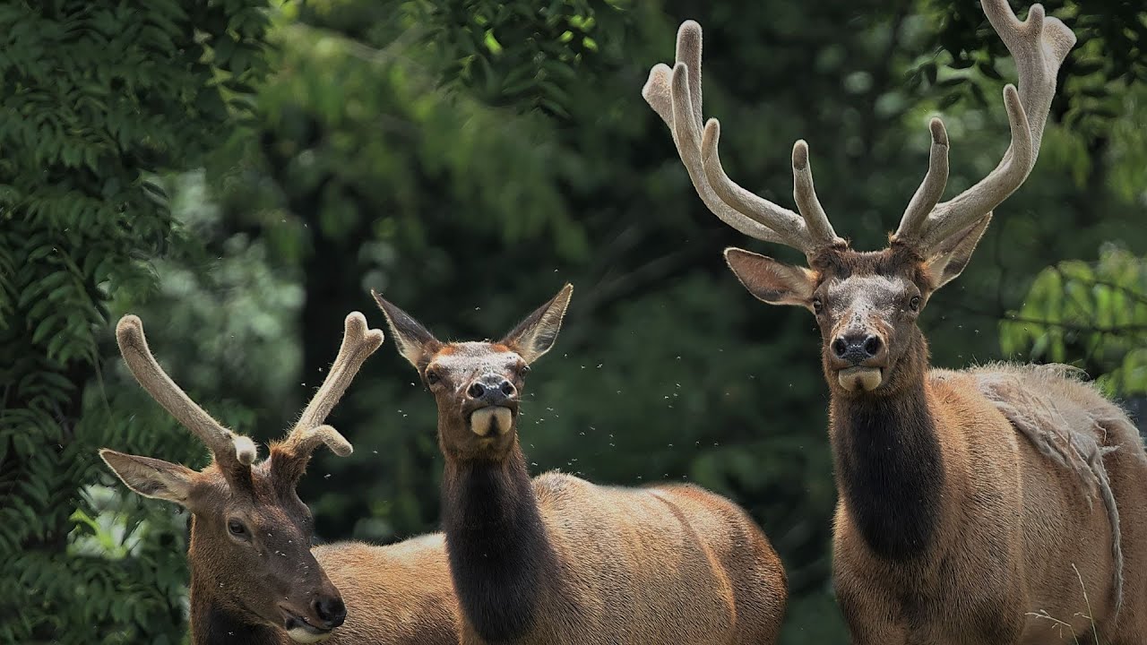 Relaxing Nature Sounds with Amazing Elk Facts | Calming Wildlife Video ...