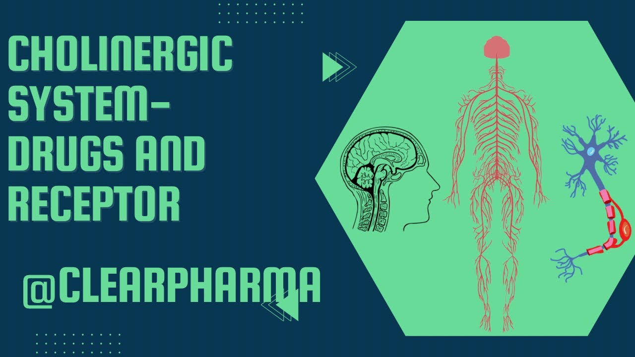 Understanding the Cholinergic System: Functions, Receptors ...