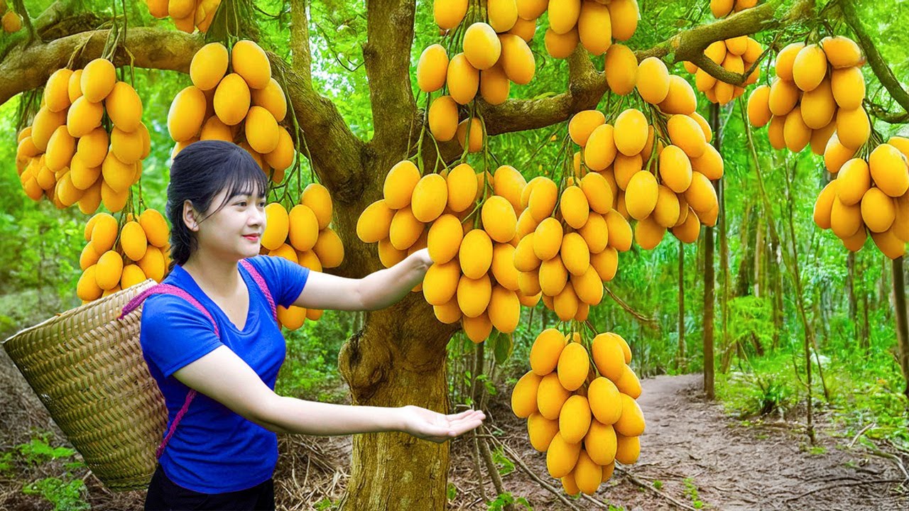 How to Harvest Rare Golden Mango Plum for Market – Special Recipe for ...