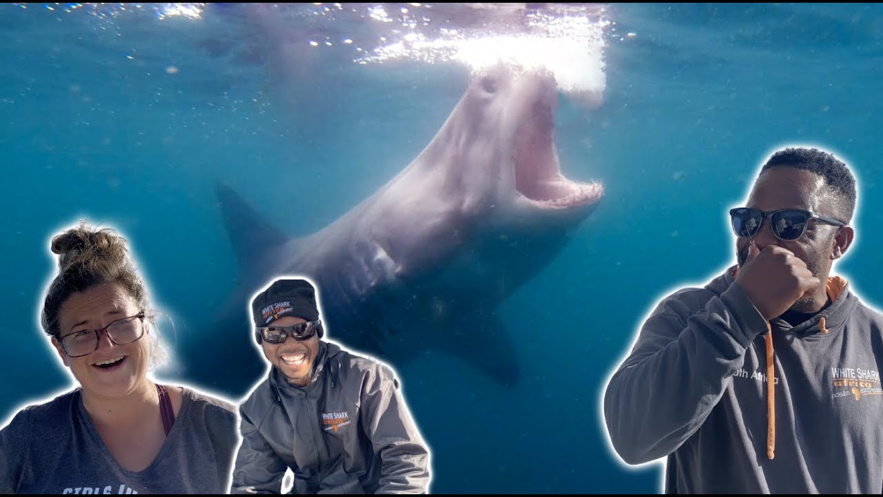 Getting The Great White Shark Squad To Dive In The Ocean - YouTube