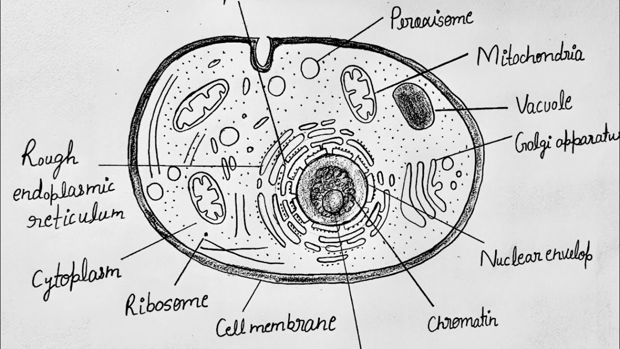 How To Draw Eukaryotic Cell | यूकैरियोटिक कोशिका | Eukaryotic koshika ...