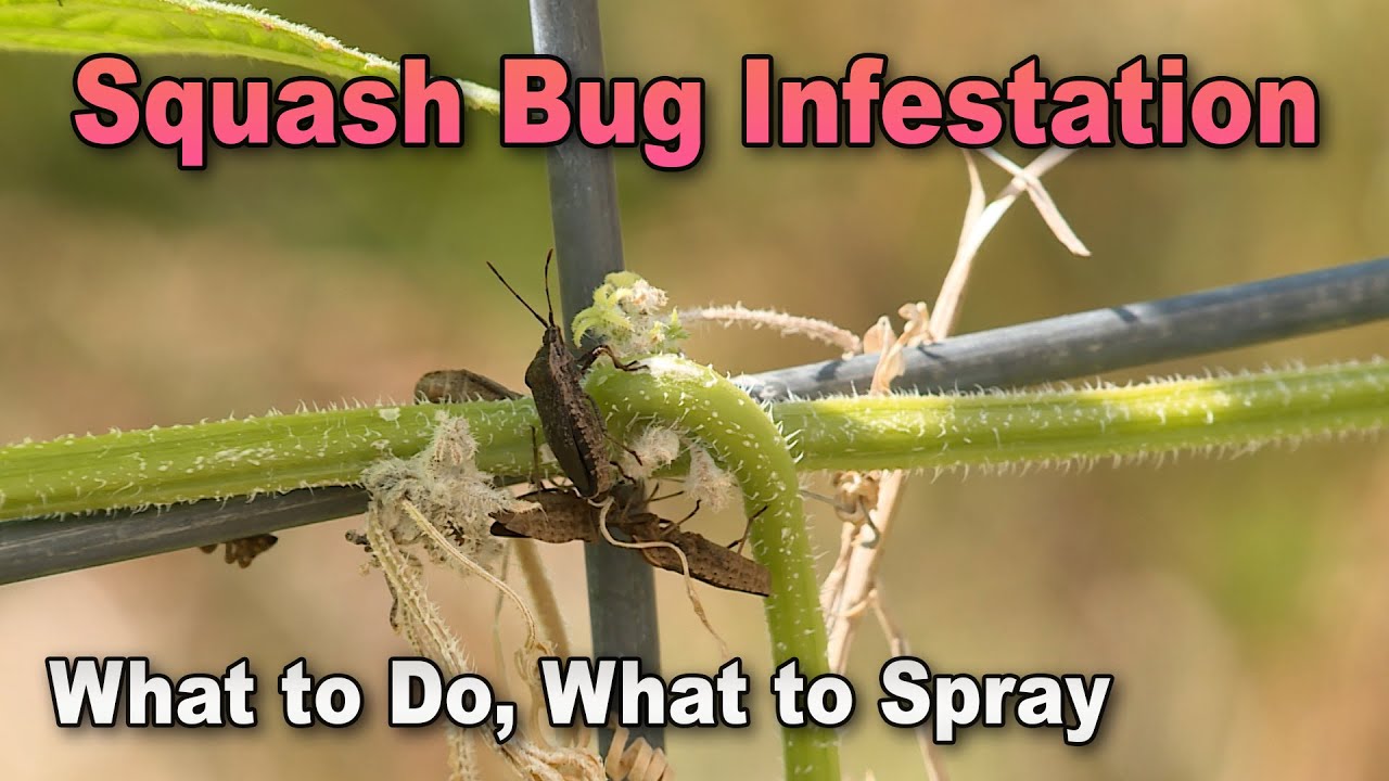 Squash Bug Infestation: Insecticides to Protect Your Plants - YouTube