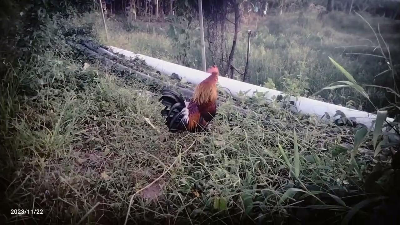 saib qaib ua si nawb - YouTube