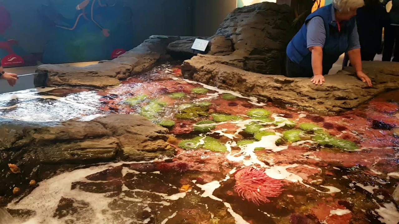 TIDAL WAVE TOUCH TANK - SEATTLE AQUARIUM - YouTube