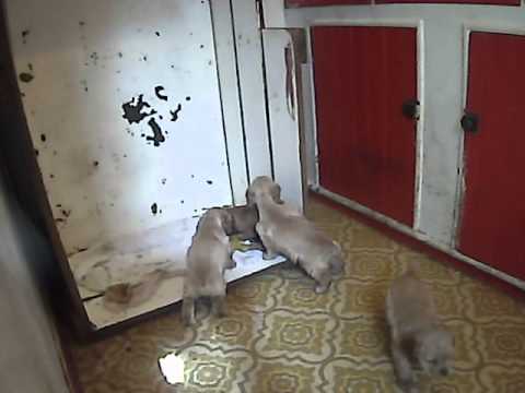 Killi's got the toy!!!