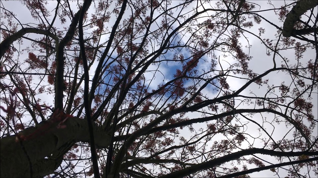 Red maple (Acer rubrum) - canopy - April 2018 - YouTube
