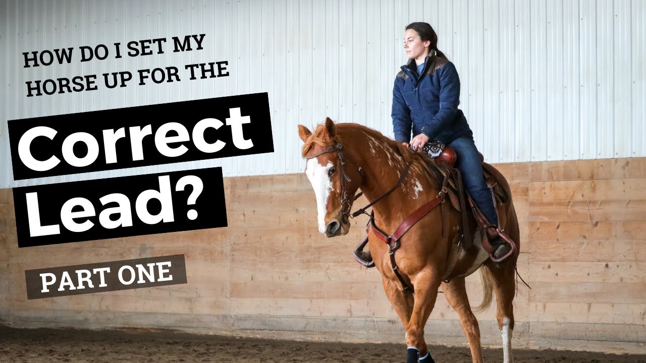 Getting the Correct Lead - Part 1 (Groundwork, walk & trot preparation ...