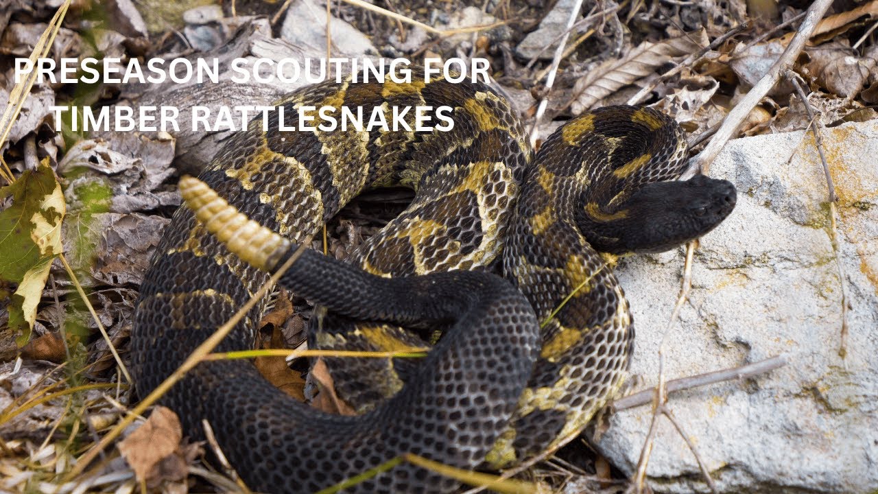 Scouting For Timber Rattlesnakes In Pennsylvania - YouTube