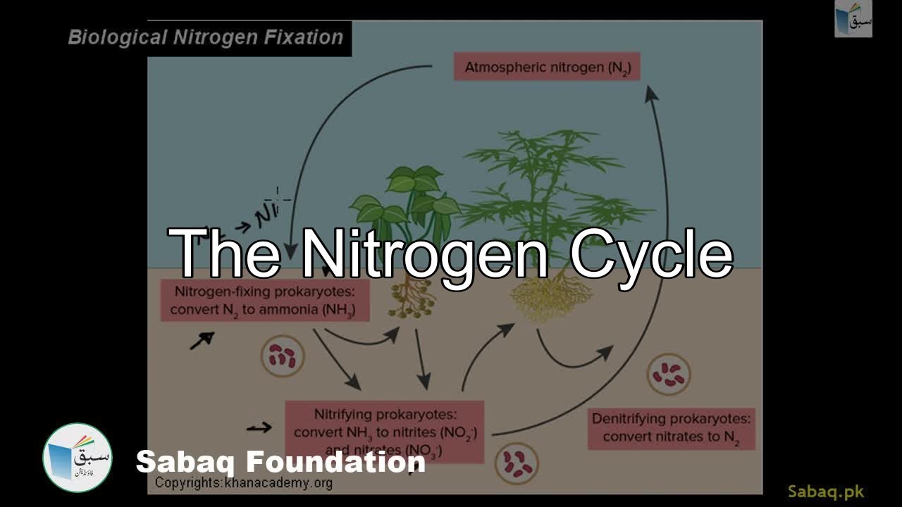 The Nitrogen Cycle, Biology Lecture | Sabaq.pk - YouTube