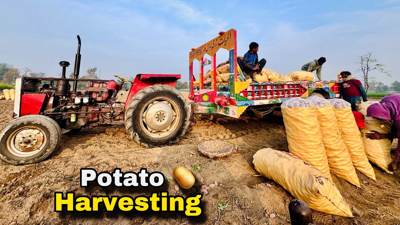 Potato harvesting In Pakistan | How to Harvest thousands Tons Of Potato ...