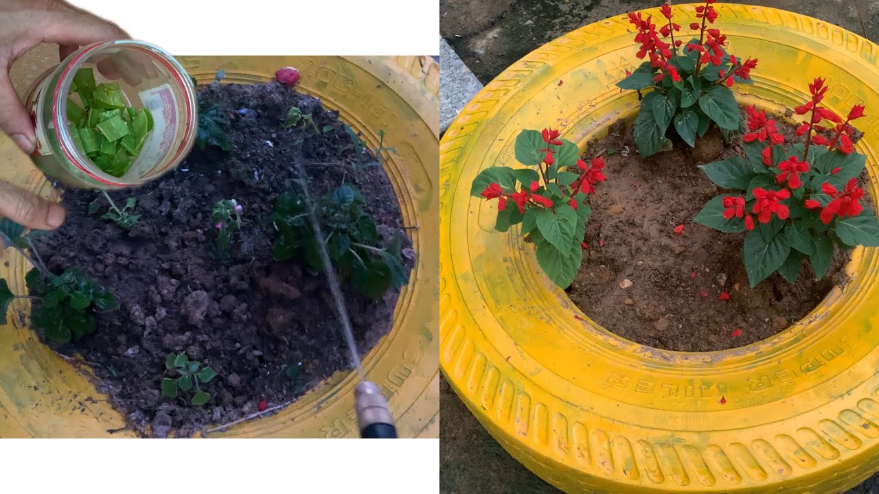 Restore wilted flowers with aloe vera to make the plant bloom ...