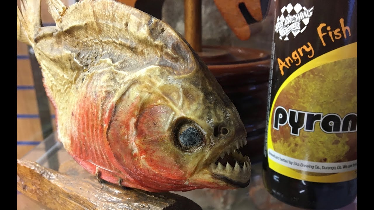 The Angry Fish Documentary - YouTube