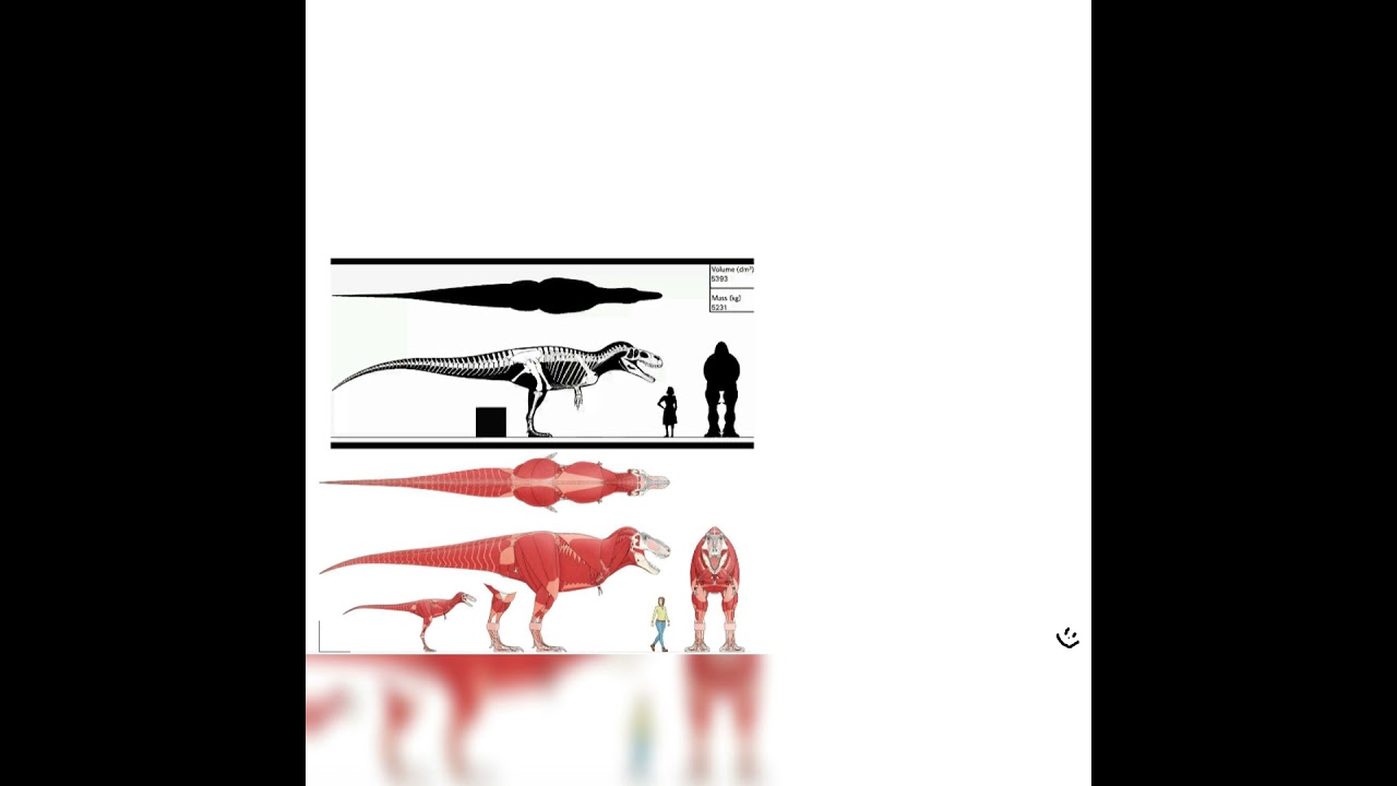 Tyrannosaurus Rex And Torvosaurus Size Comparison - YouTube