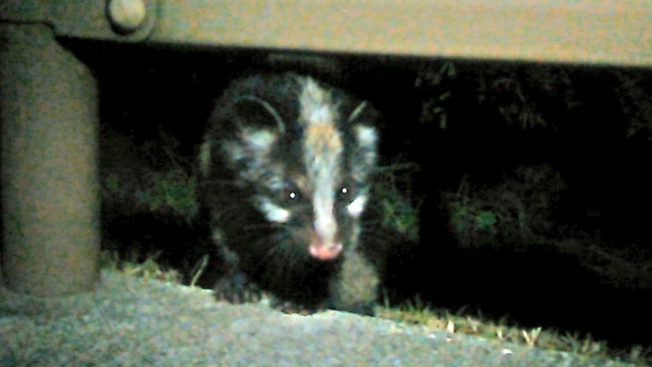 cub of masked palm civet / ハクビシンの子供と遊びたいロクさん 20161001 welsh corgi dog ...