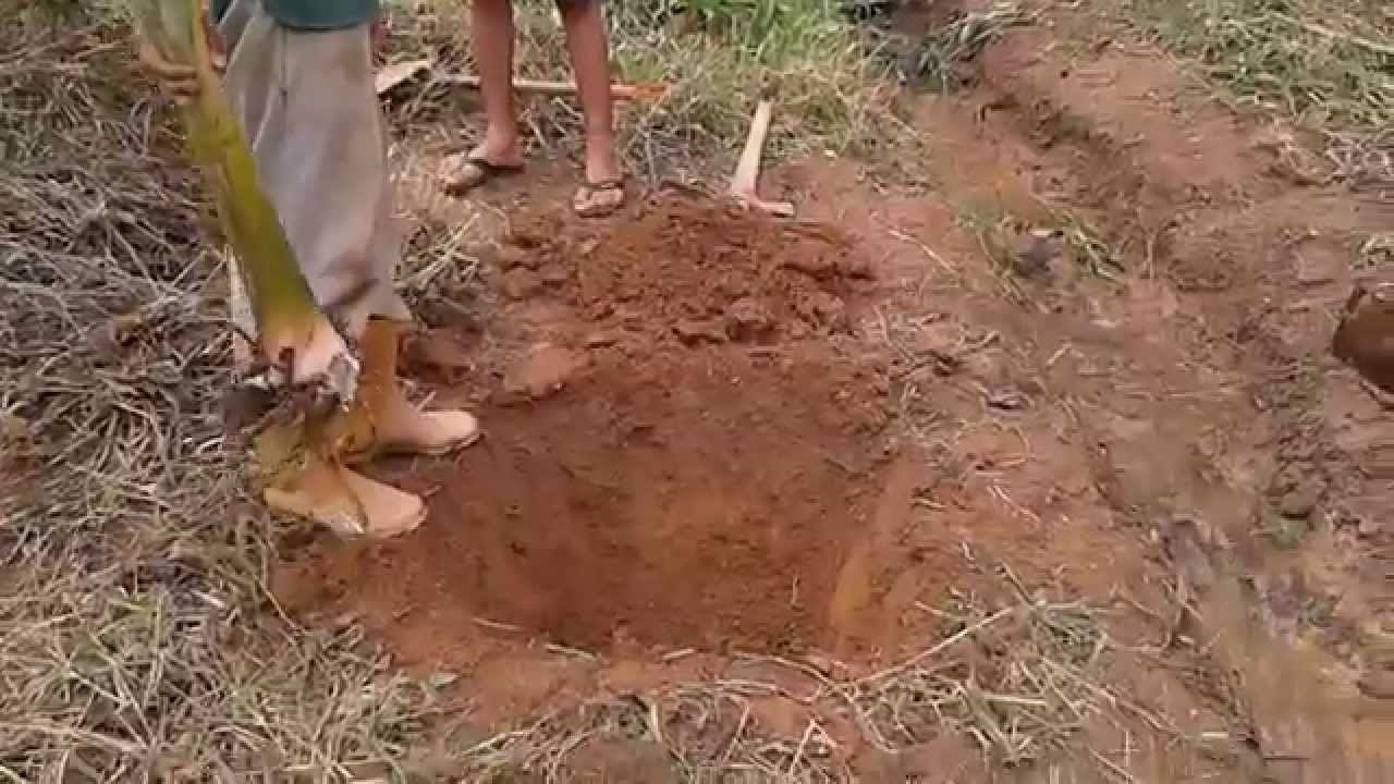 Passo a passo, plantando (muda de bananeira). - YouTube